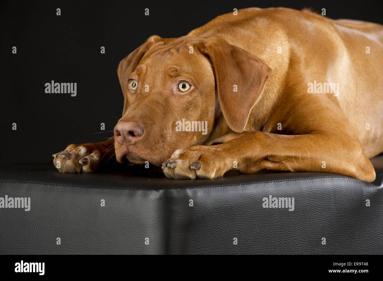 young Rhodesian Ridgeback Stock Photo - Alamy
