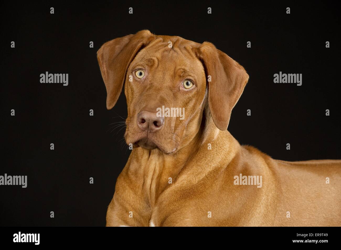 Black rhodesian ridgeback hi-res stock photography and images - Alamy
