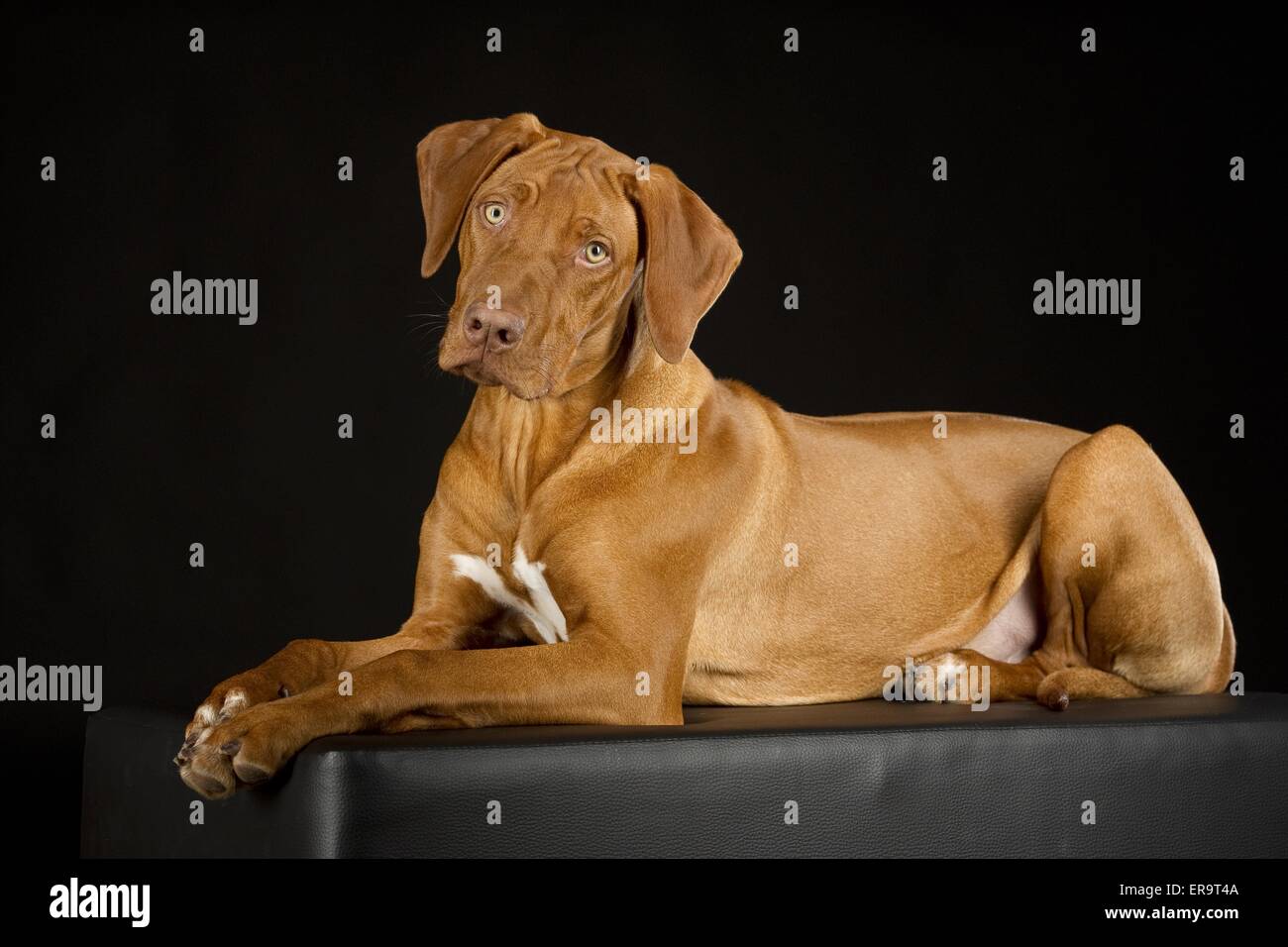 Rhodesian ridgeback hi-res stock photography and images - Alamy