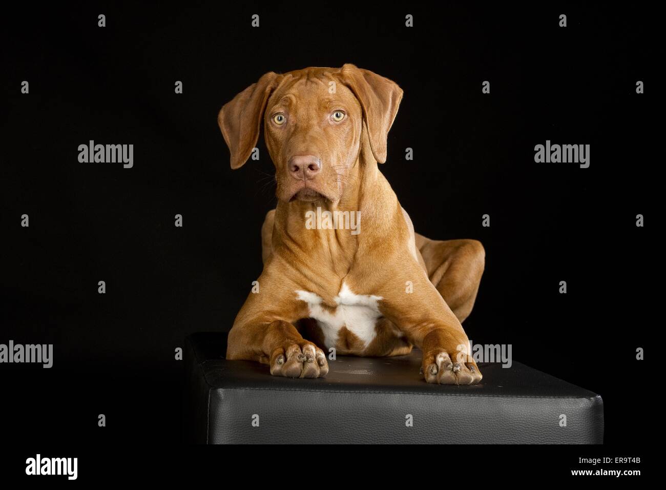 Black rhodesian ridgeback hi-res stock photography and images - Alamy