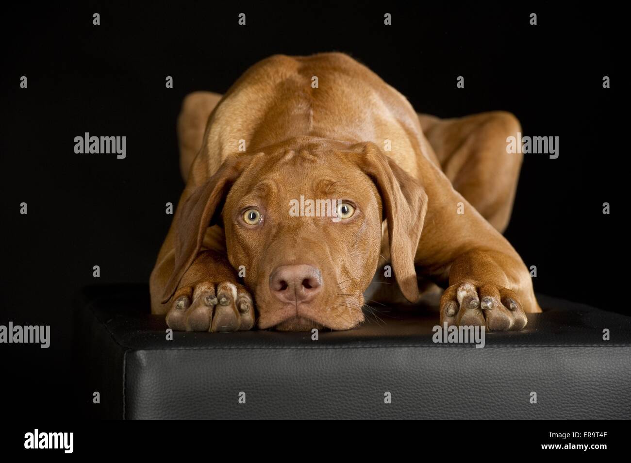 young Rhodesian Ridgeback Stock Photo - Alamy