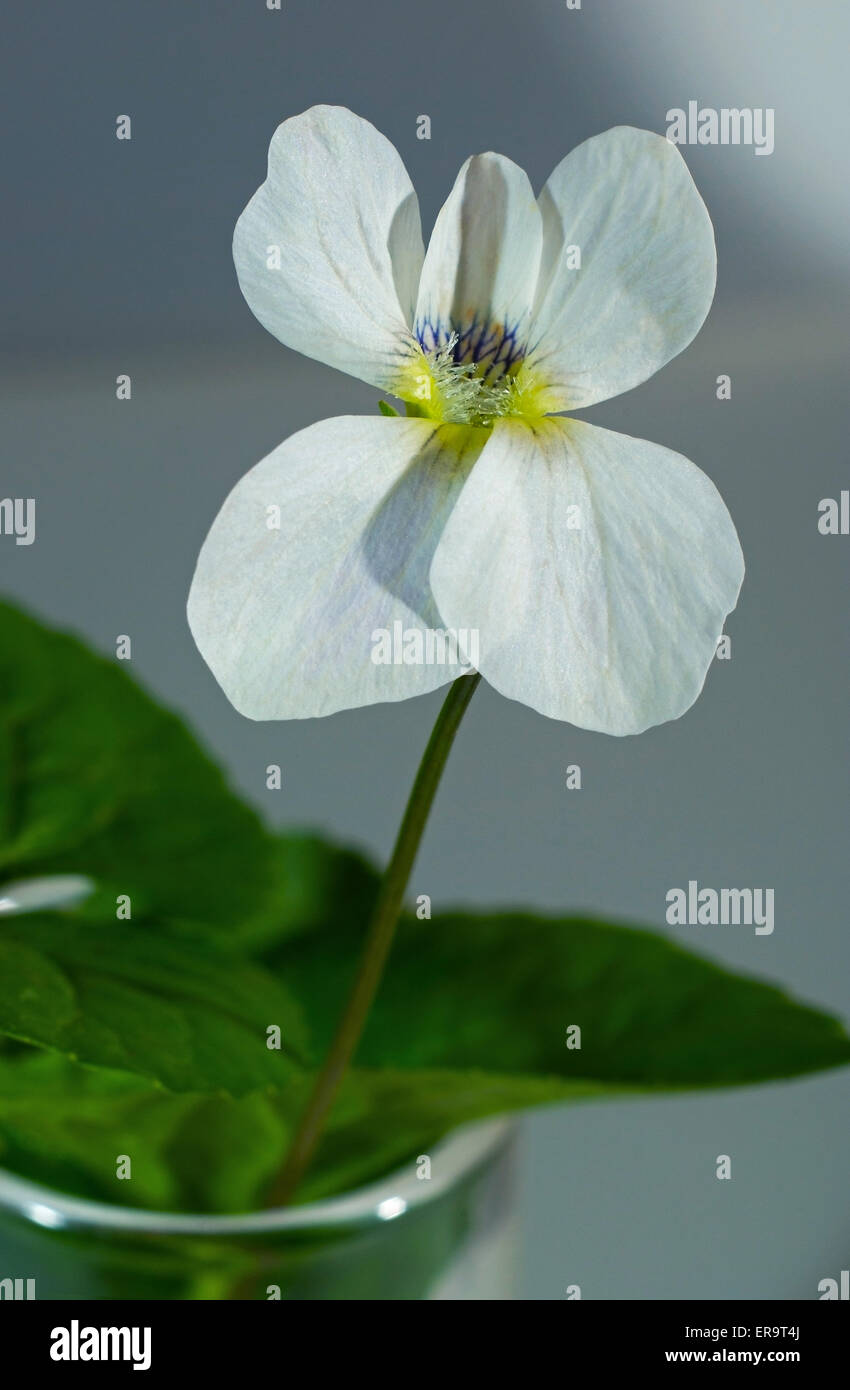 Flower white violet(Viola Stock Photo - Alamy
