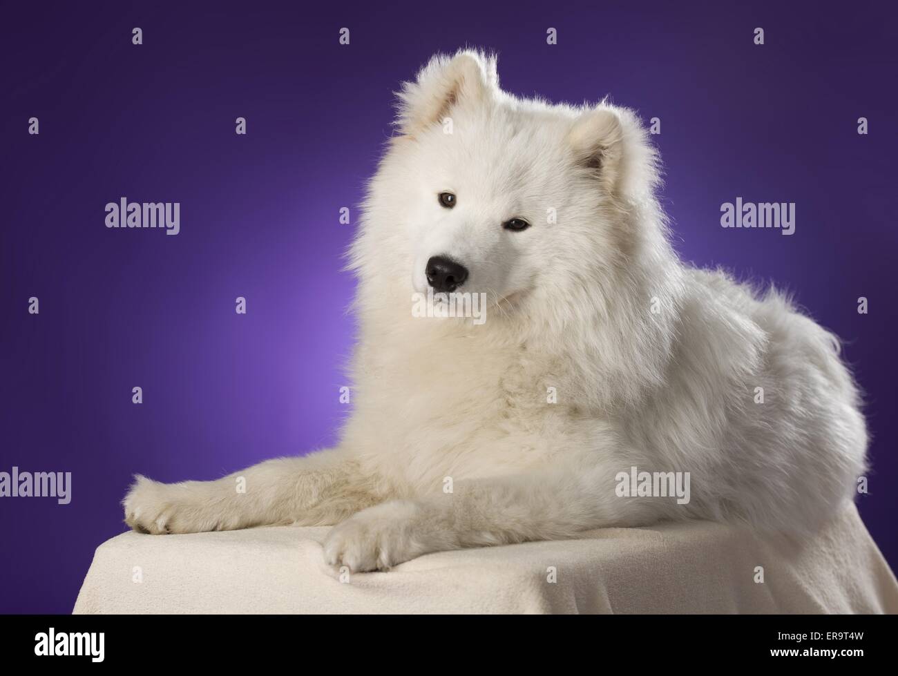 Samoyed dog inside hi-res stock photography and images - Alamy