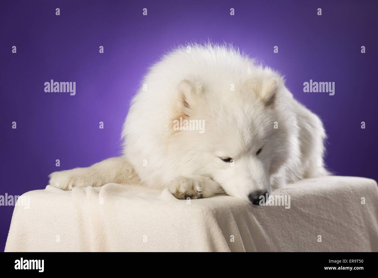 Samoyed dog lying down hi-res stock photography and images - Alamy