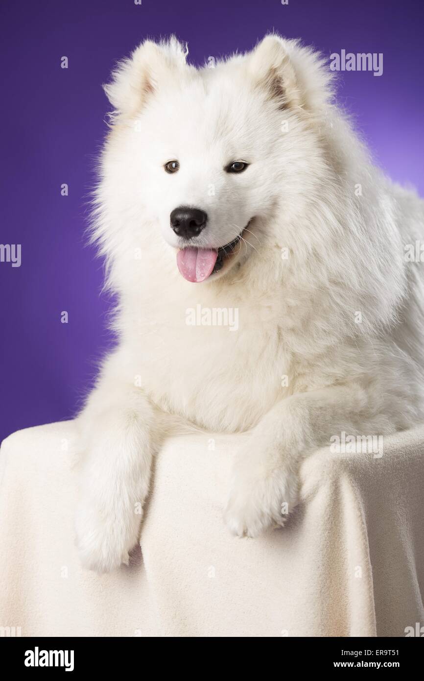 Samoyeds hi-res stock photography and images - Alamy