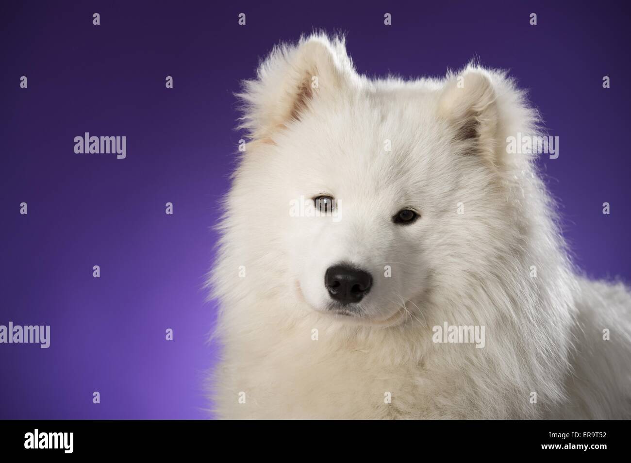 Samoyed dog inside hi-res stock photography and images - Alamy