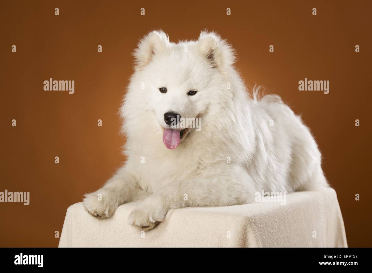 Samoyeds hi-res stock photography and images - Alamy