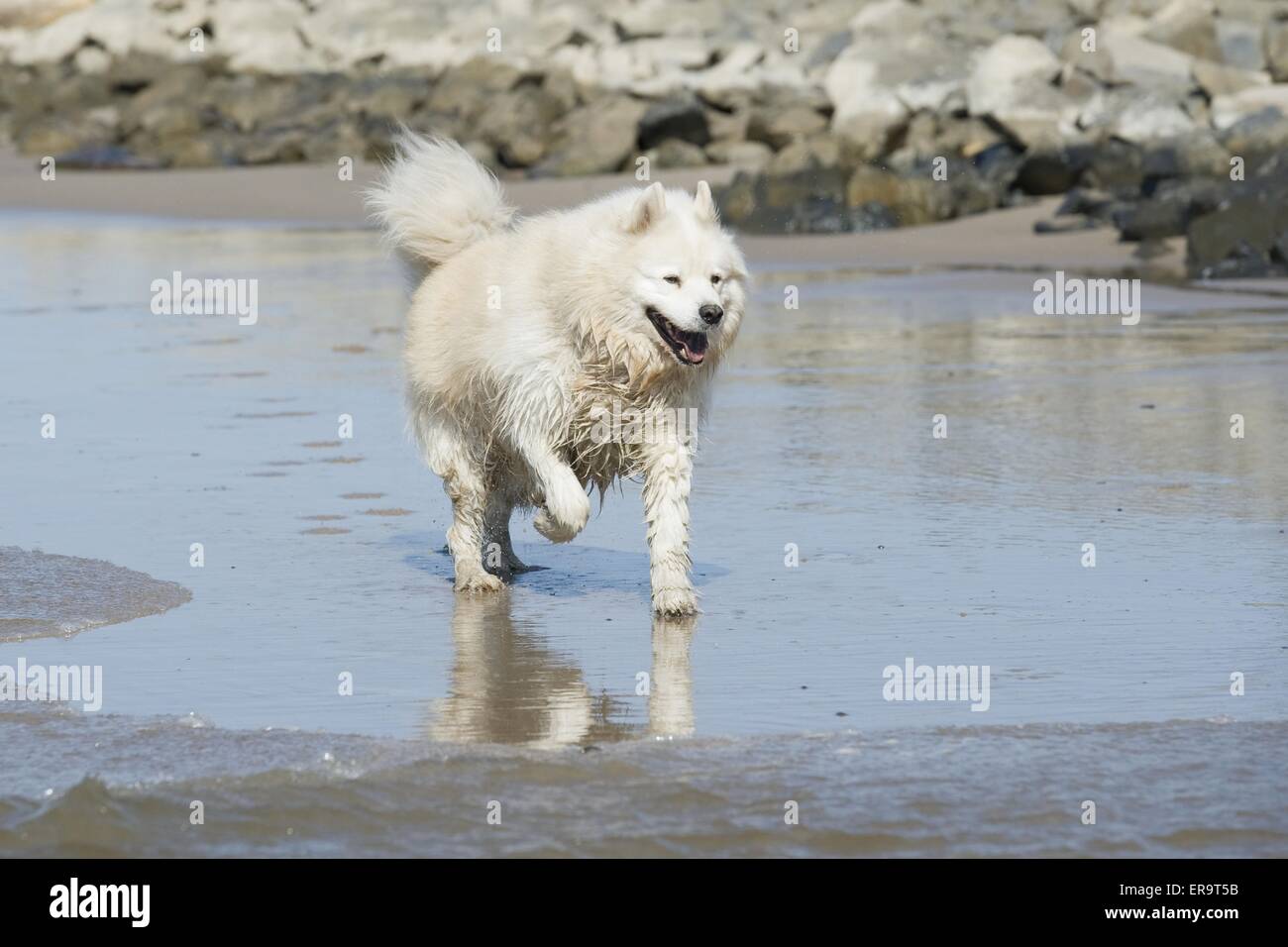 Samoyeds Running High Resolution Stock Photography and Images - Alamy