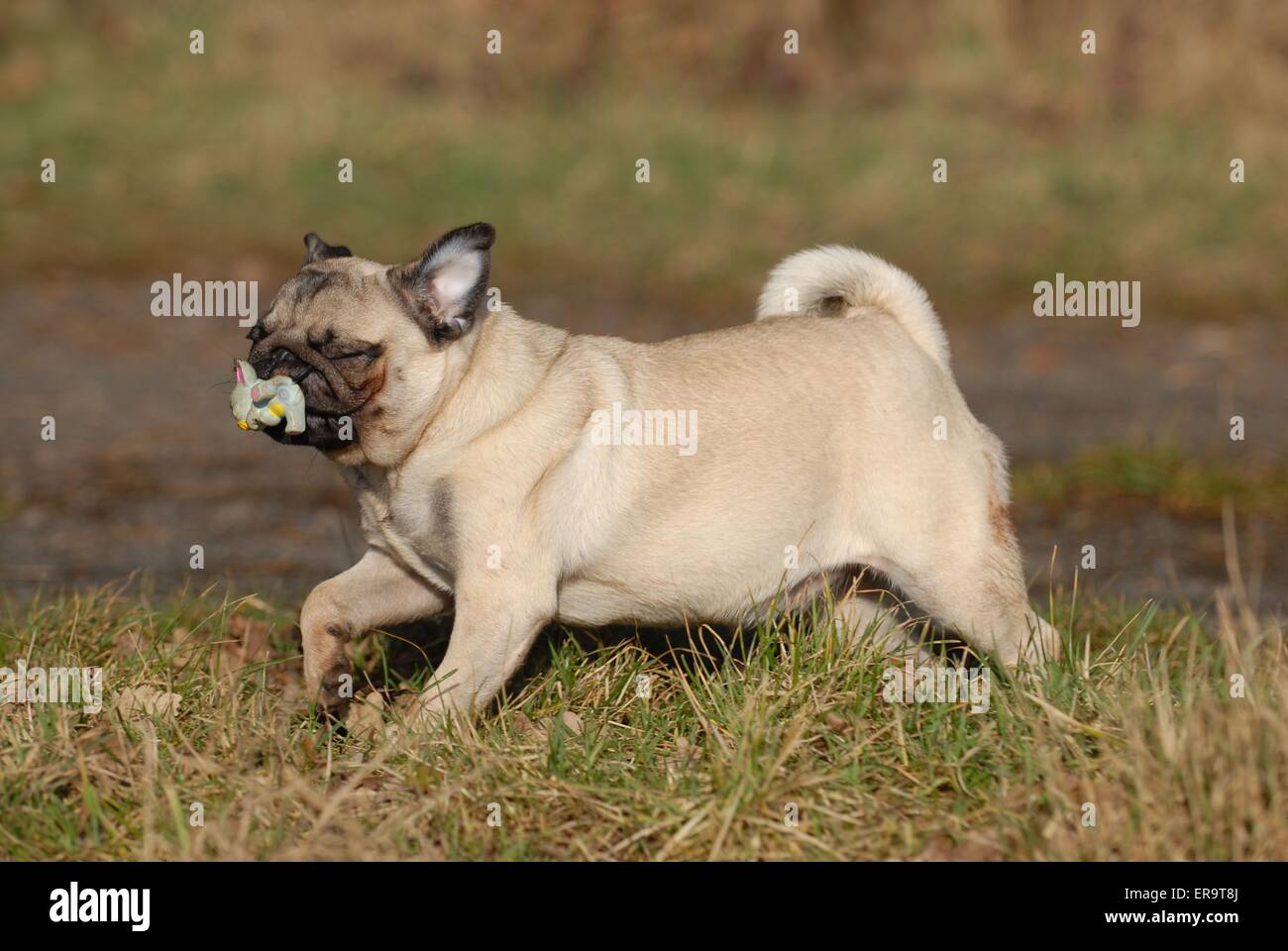 Fetch pug hi-res stock photography and images - Alamy