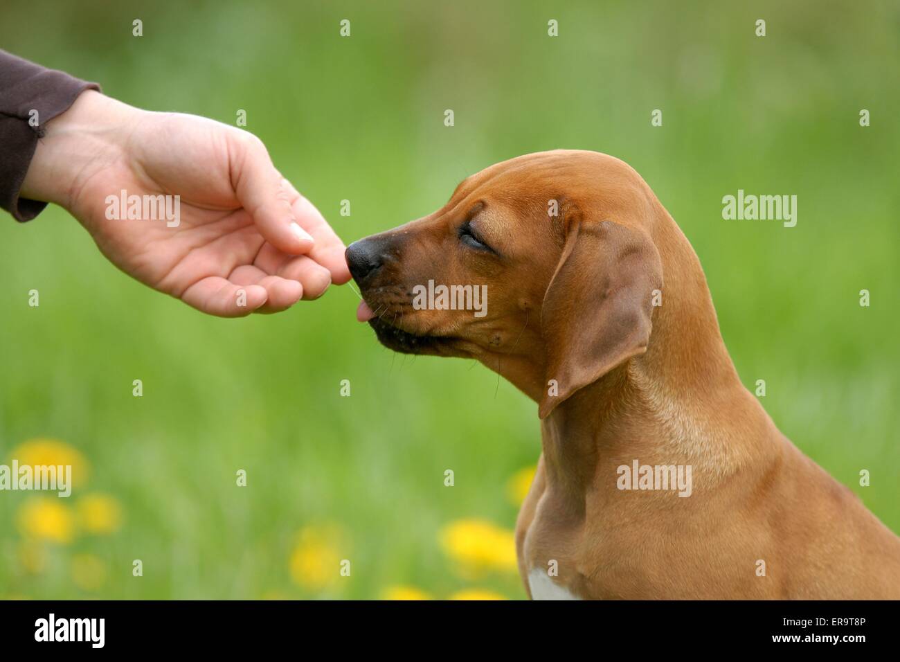 Rhodesian Ridgeback puppy Stock Photo - Alamy
