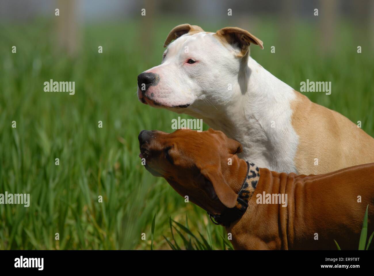 American Staffordshire Terrier and Rhodesian Ridgeback Stock Photo - Alamy