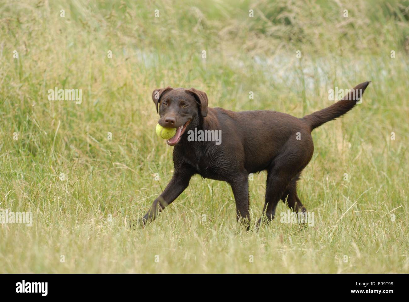 female Labrador Retriever Stock Photo - Alamy