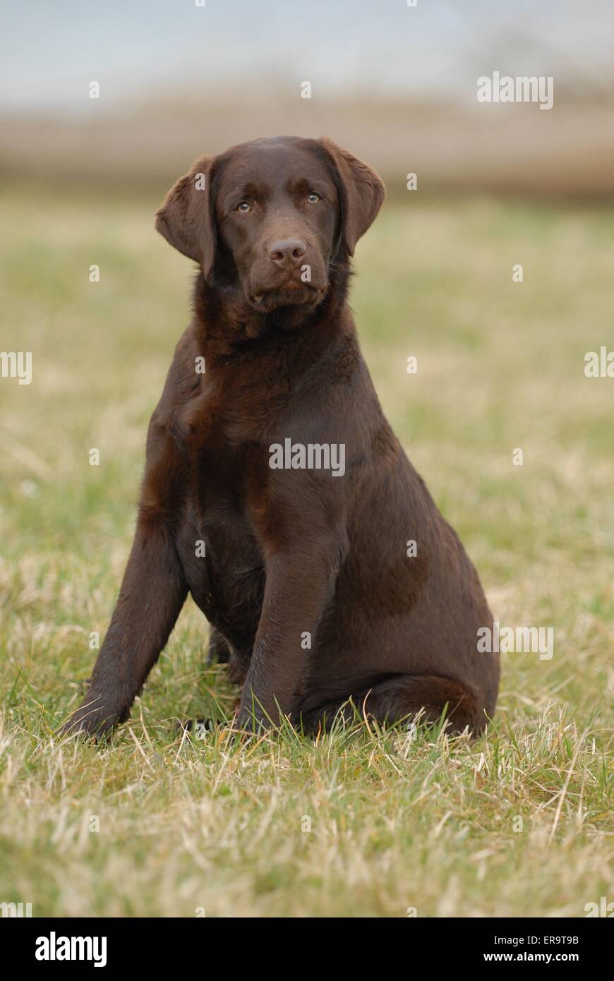 Labrador retrievers sitting side side hi-res stock photography and ...