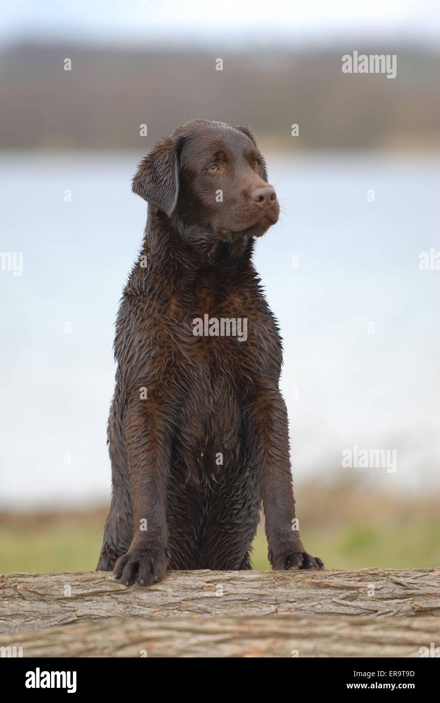 brown Labrador Retriever Stock Photo - Alamy