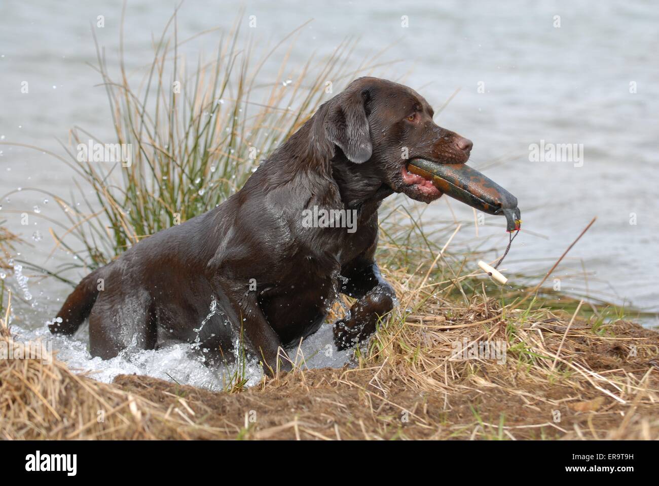 Labrador retrieves Dummy Stock Photo - Alamy