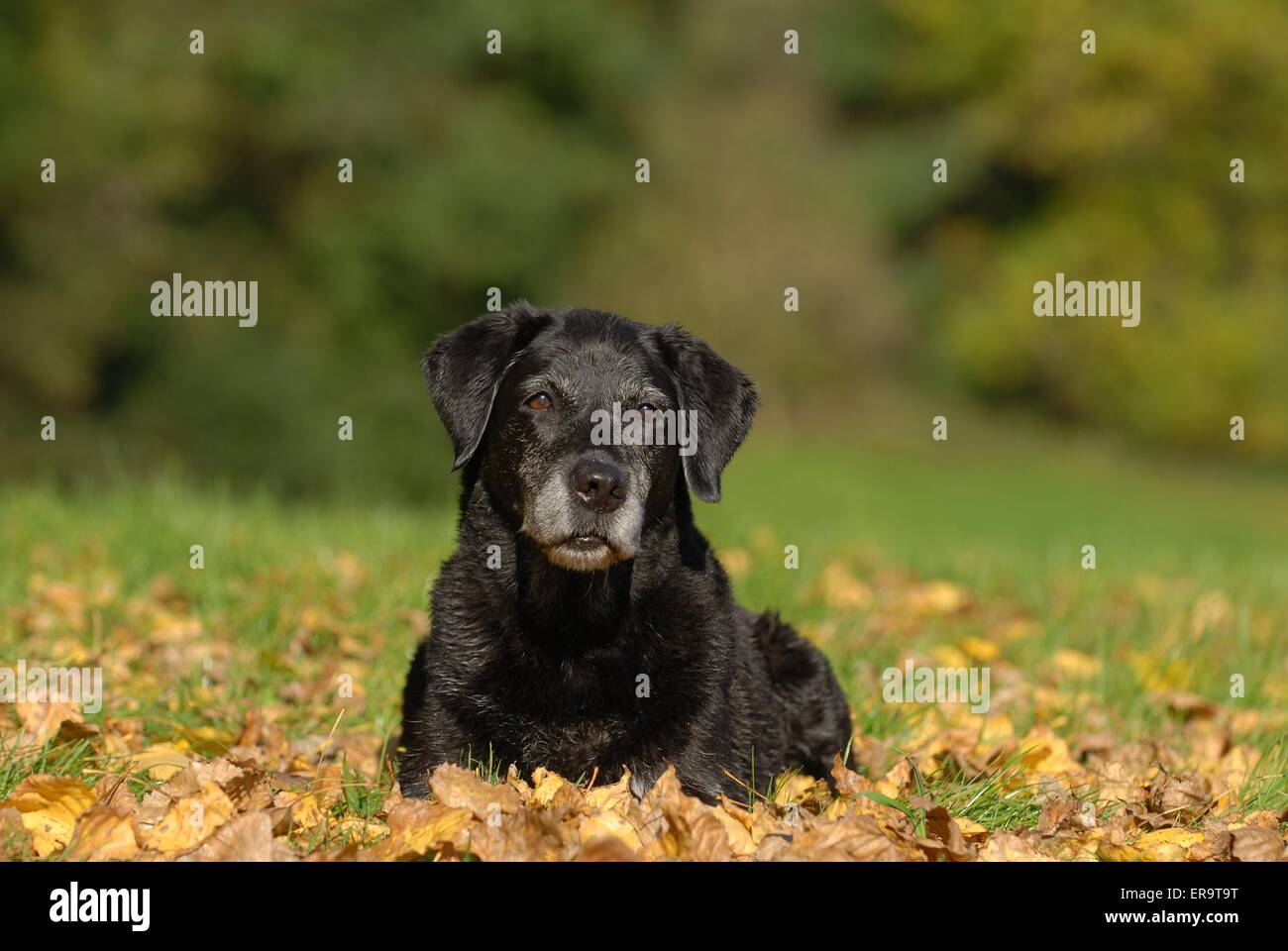 old Labrador Retriever Stock Photo - Alamy