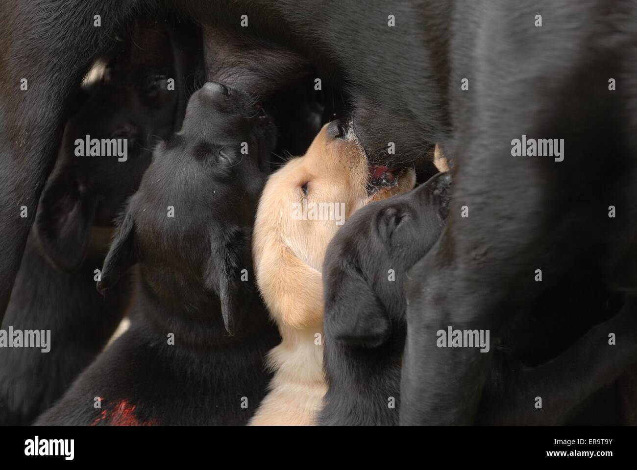 Suckling dog hi-res stock photography and images - Alamy