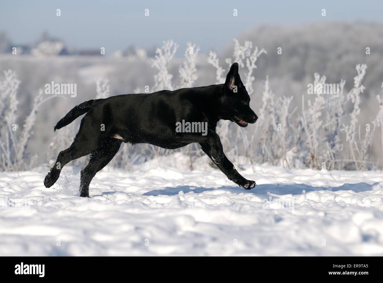 running Labrador Retriever Stock Photo - Alamy