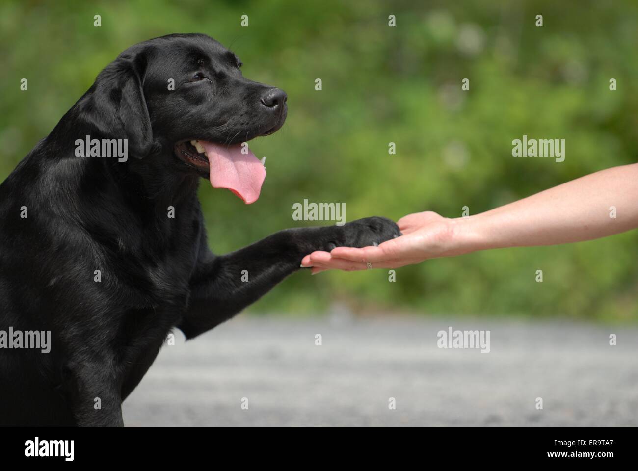 Labrador giving paw hi-res stock photography and images - Alamy