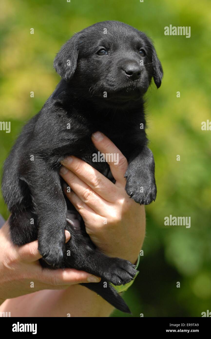 Labrador Retriever puppy Stock Photo - Alamy