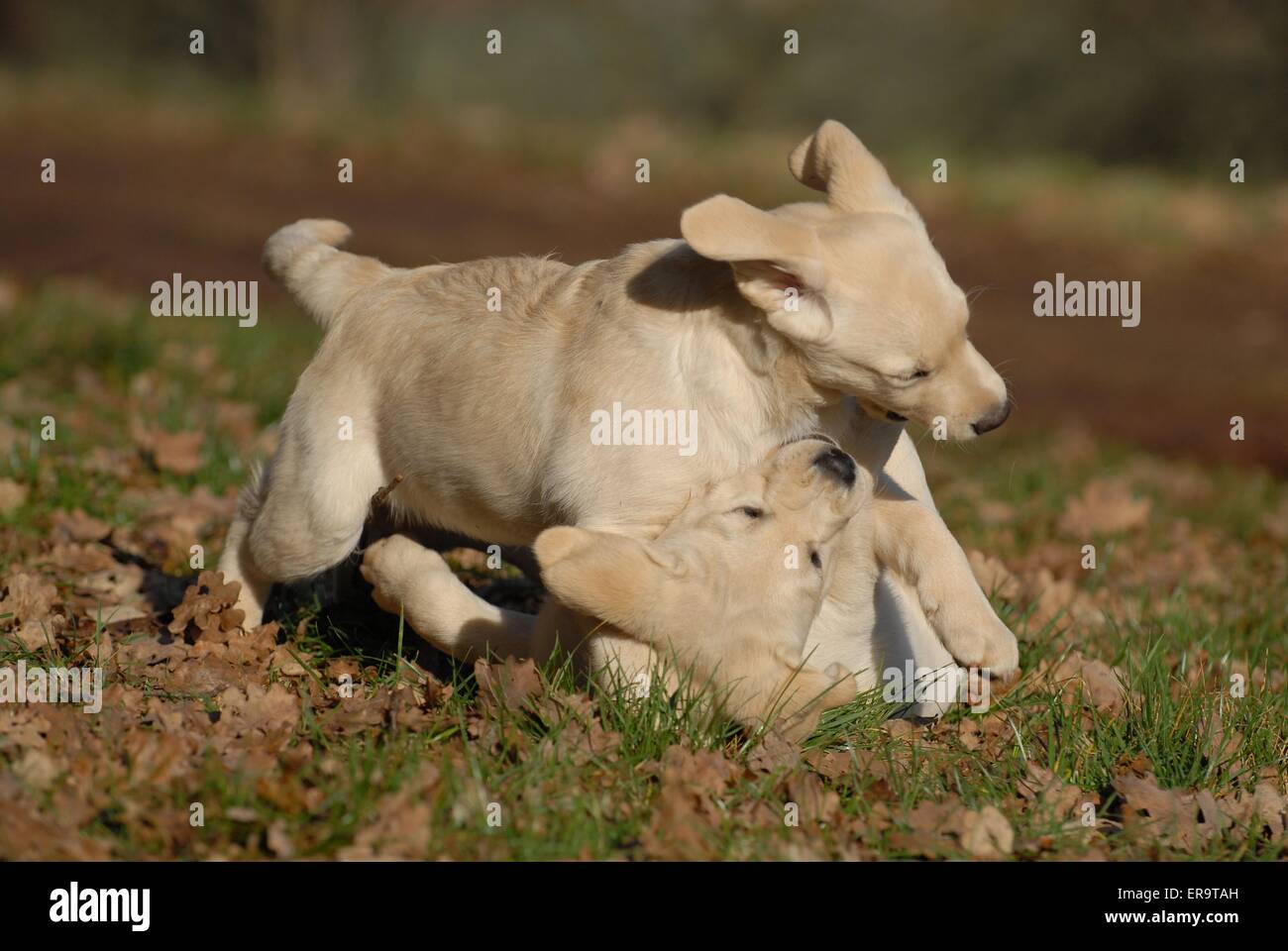 blonde Labrador puppy Stock Photo - Alamy