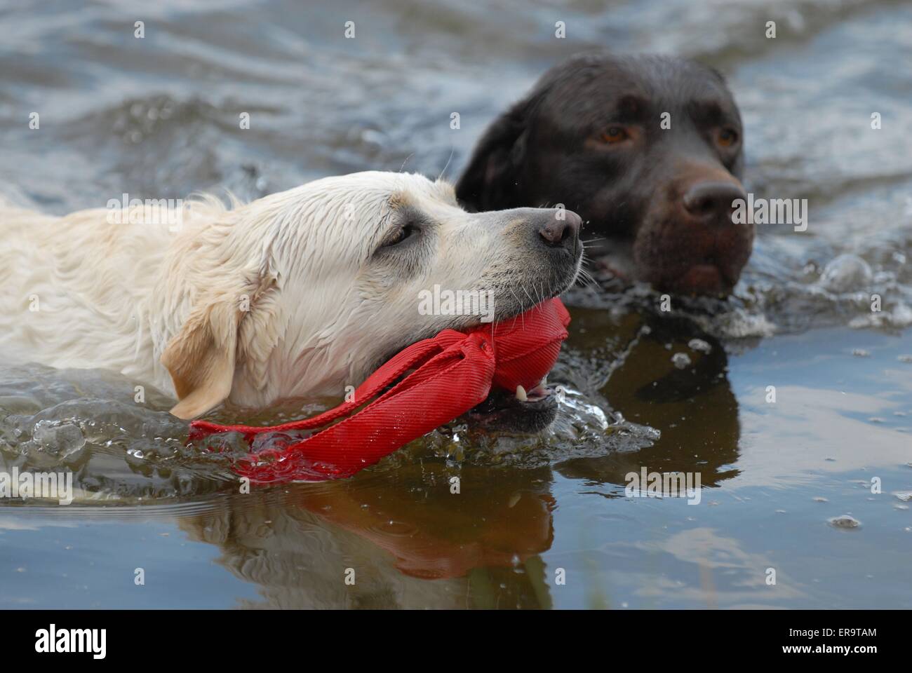 swimming Labrador Retriever Stock Photo - Alamy