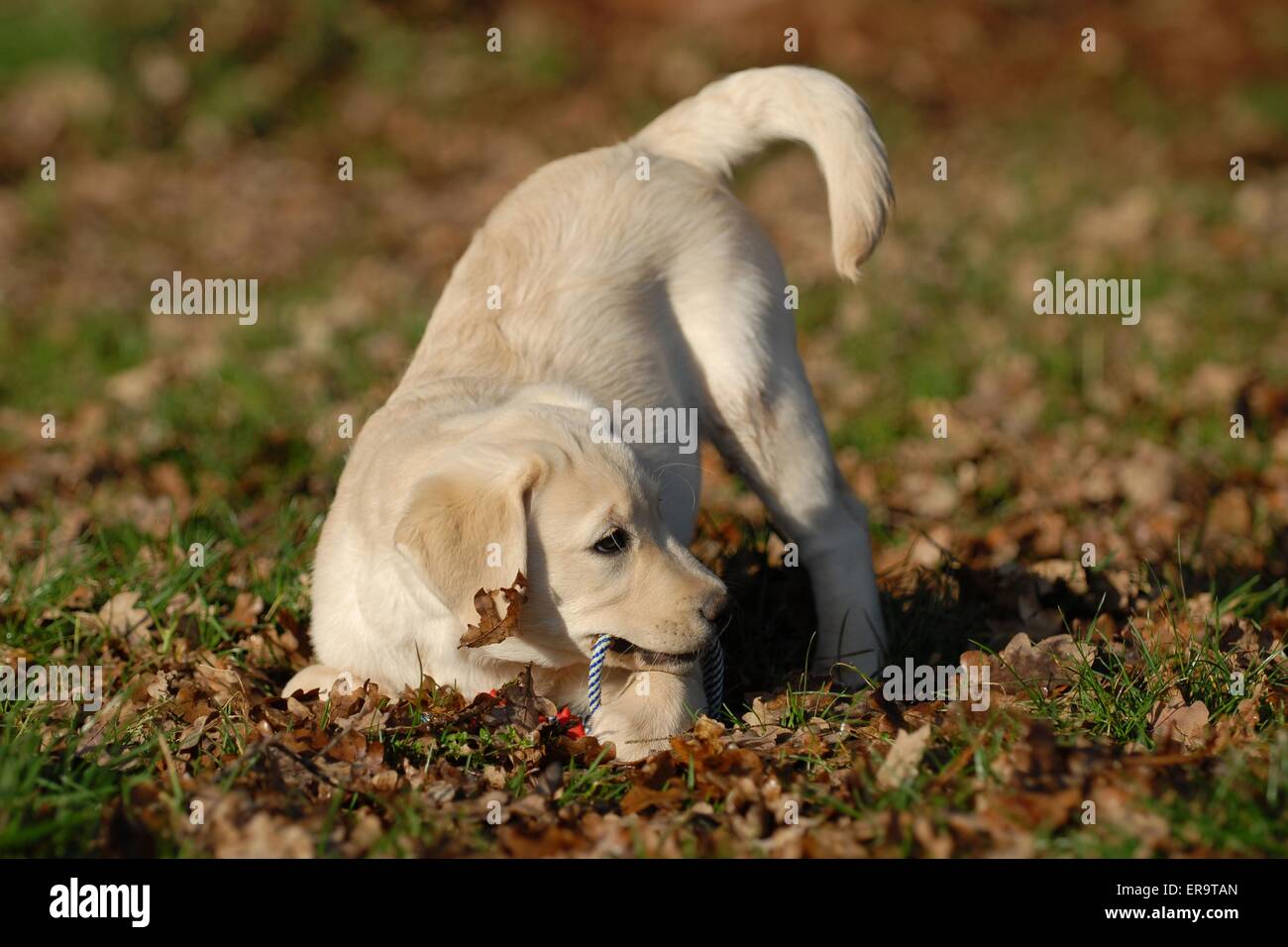 blonde Labrador puppy Stock Photo - Alamy