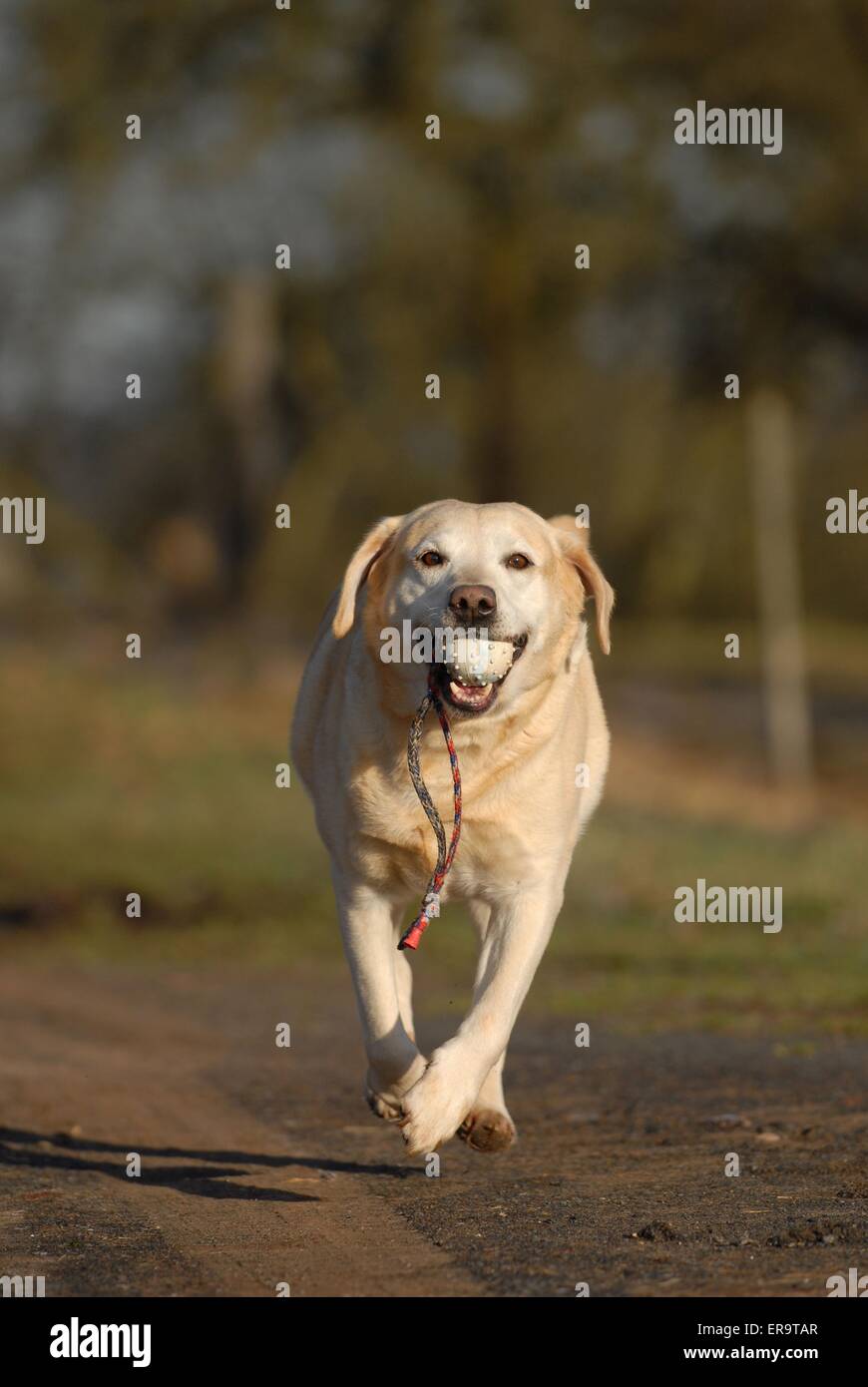 running Labrador Retriever Stock Photo - Alamy