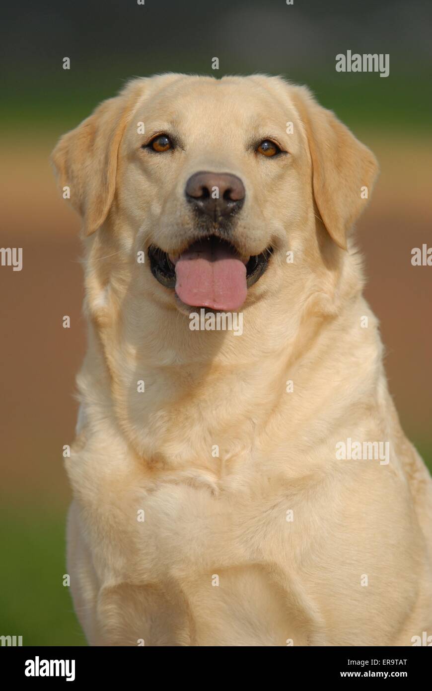Labrador Retriever Portrait Stock Photo - Alamy