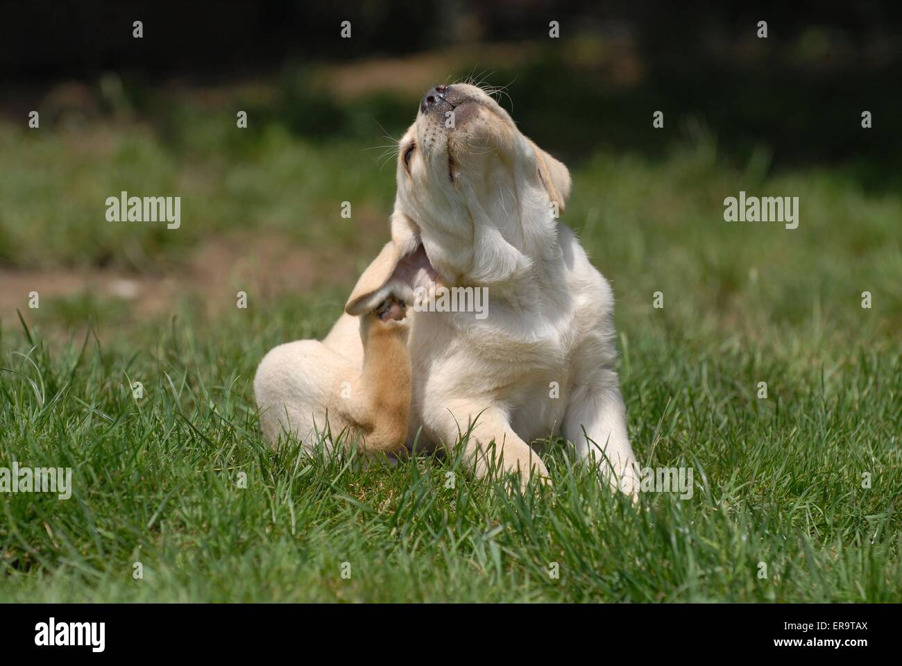 Dog scratching labrador hi-res stock photography and images - Alamy