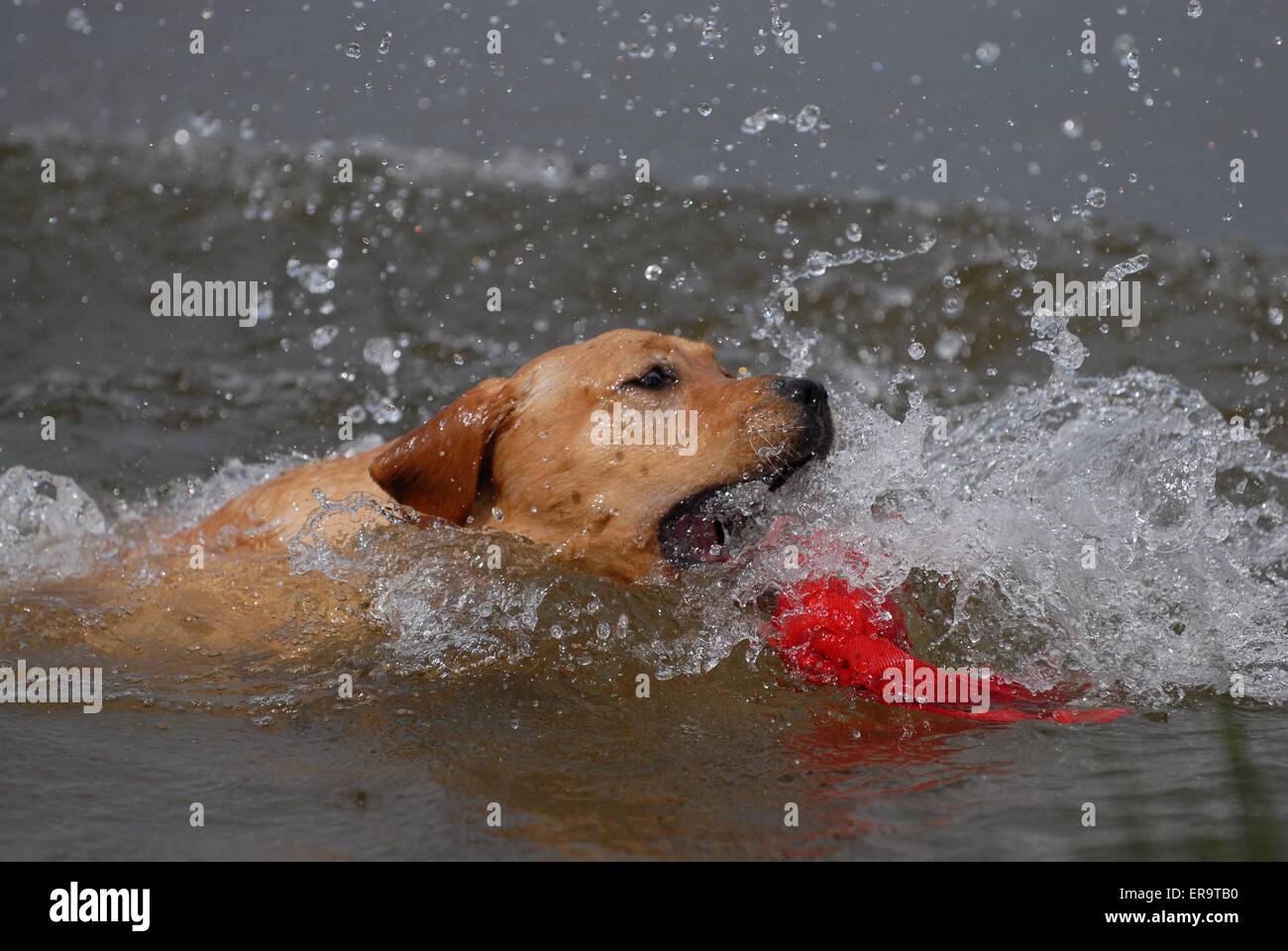 swimming Labrador Retriever Stock Photo - Alamy