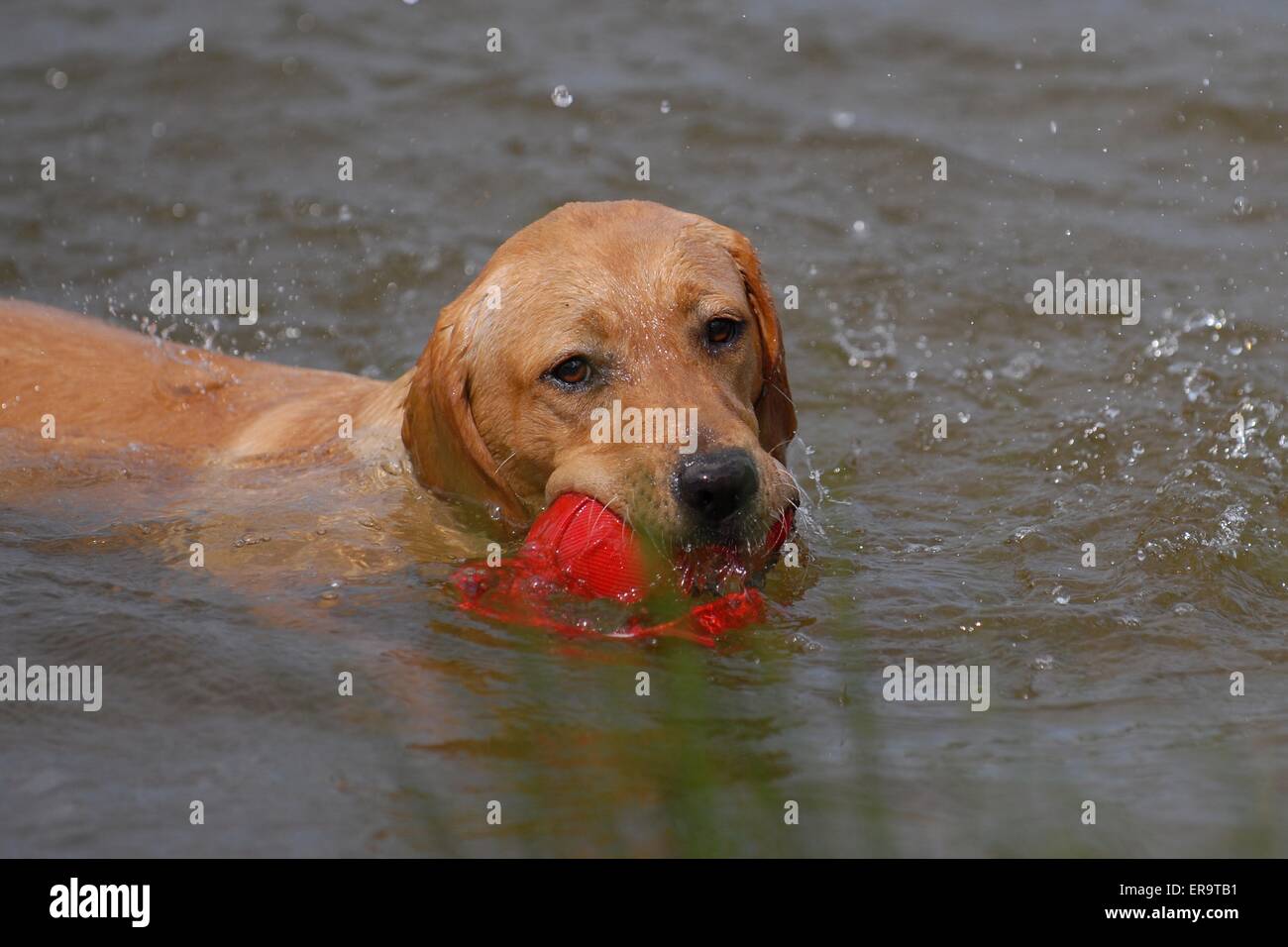 swimming Labrador Retriever Stock Photo - Alamy