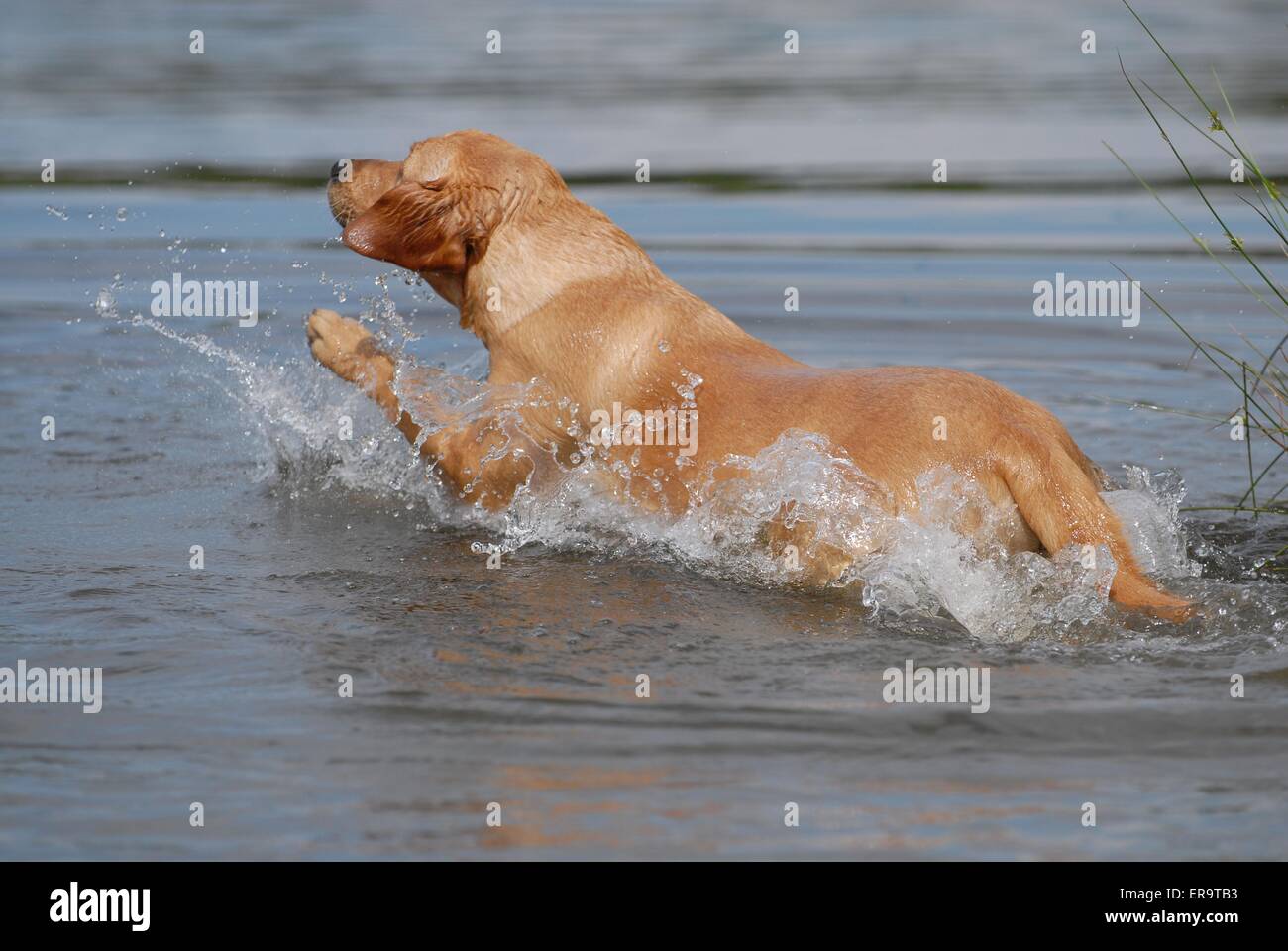 swimming Labrador Retriever Stock Photo - Alamy