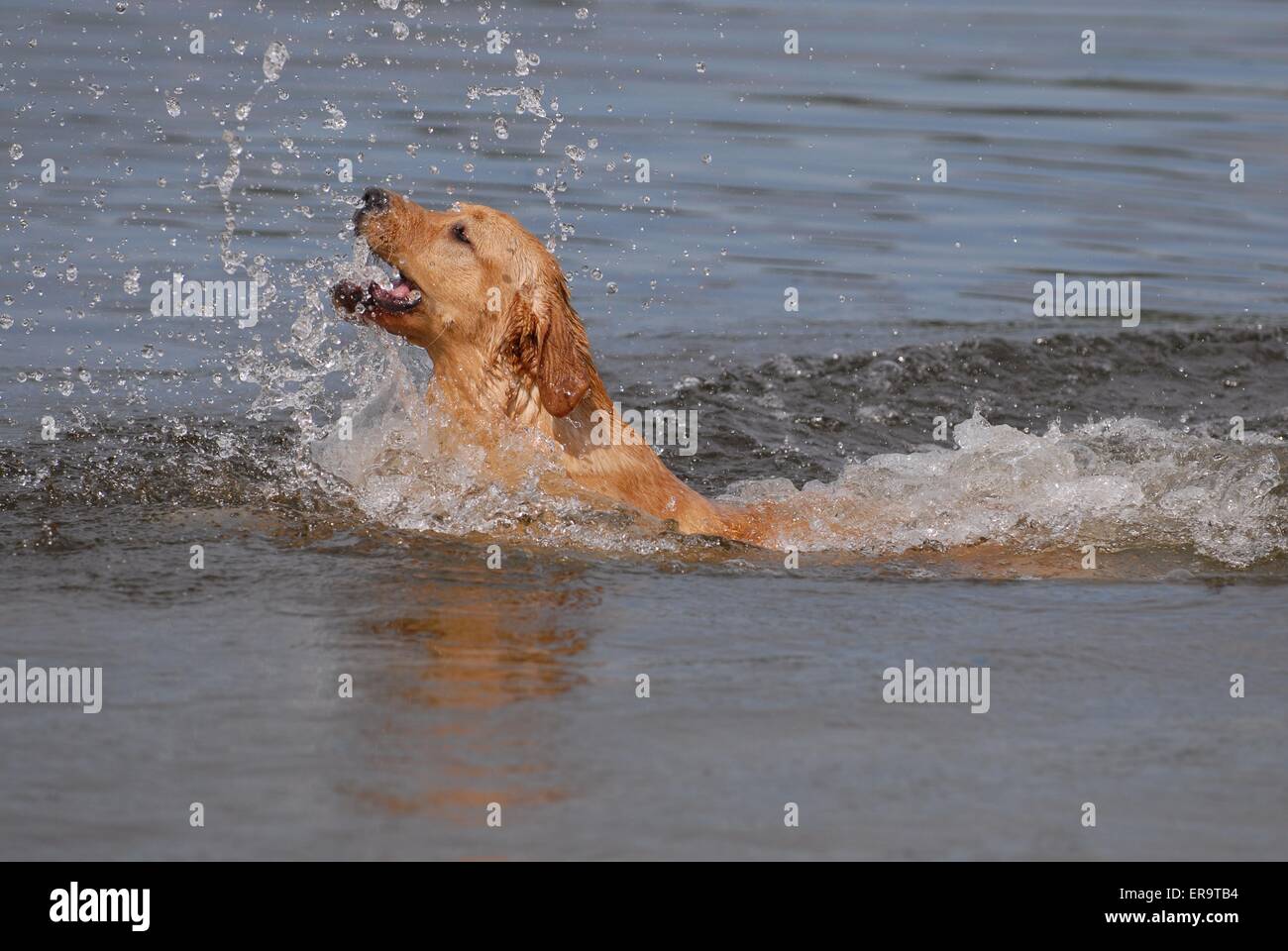 swimming Labrador Retriever Stock Photo - Alamy