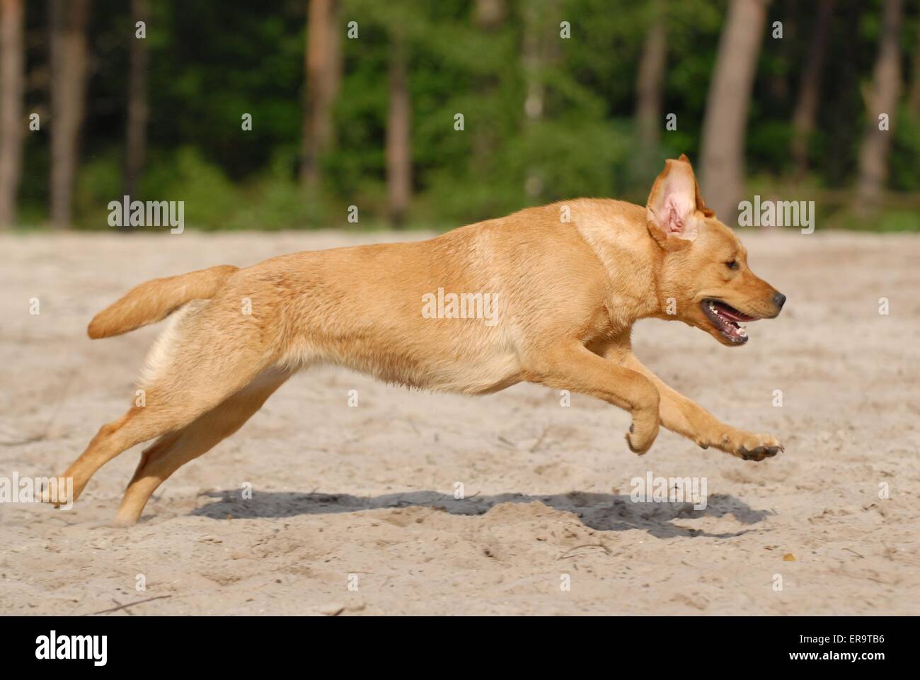 running Labrador Retriever Stock Photo - Alamy