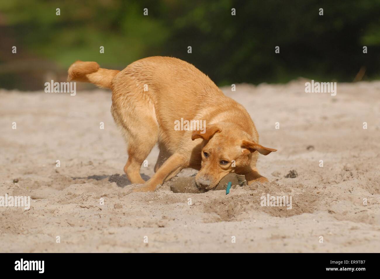 playing Labrador Retriever Stock Photo - Alamy