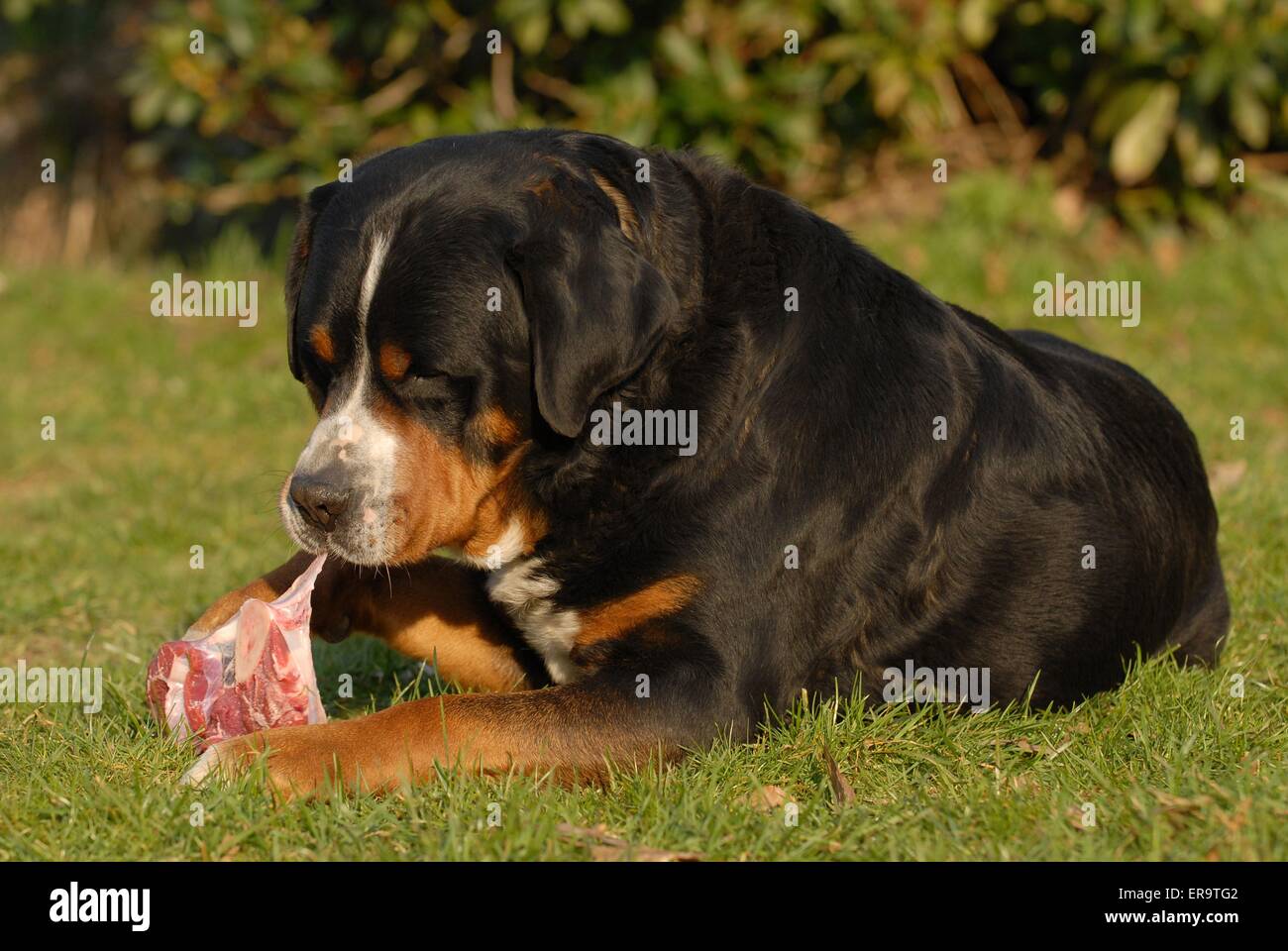Dog eating hi-res stock photography and images - Alamy