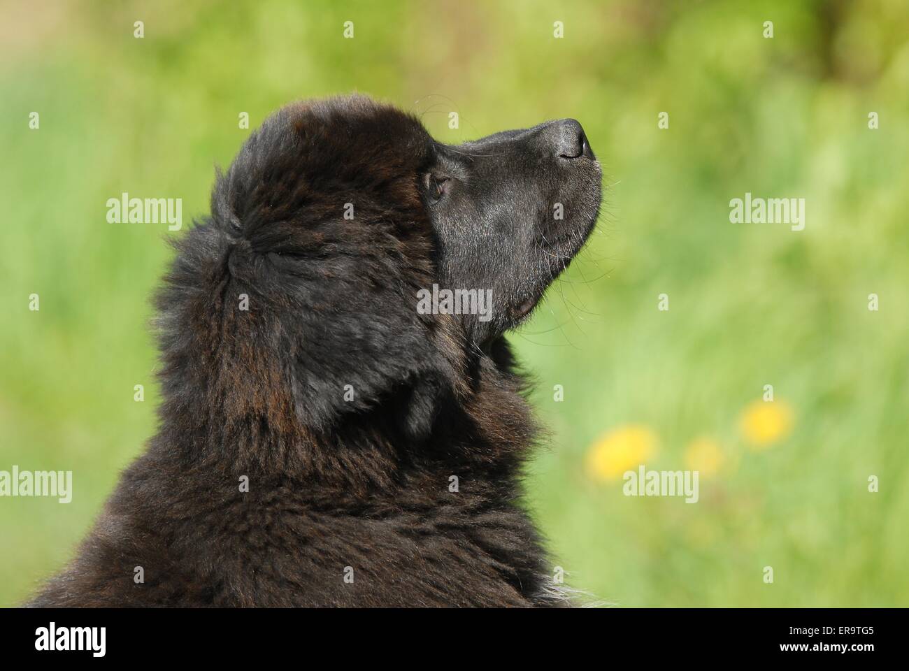 Do Khyi Puppy Stock Photo - Alamy