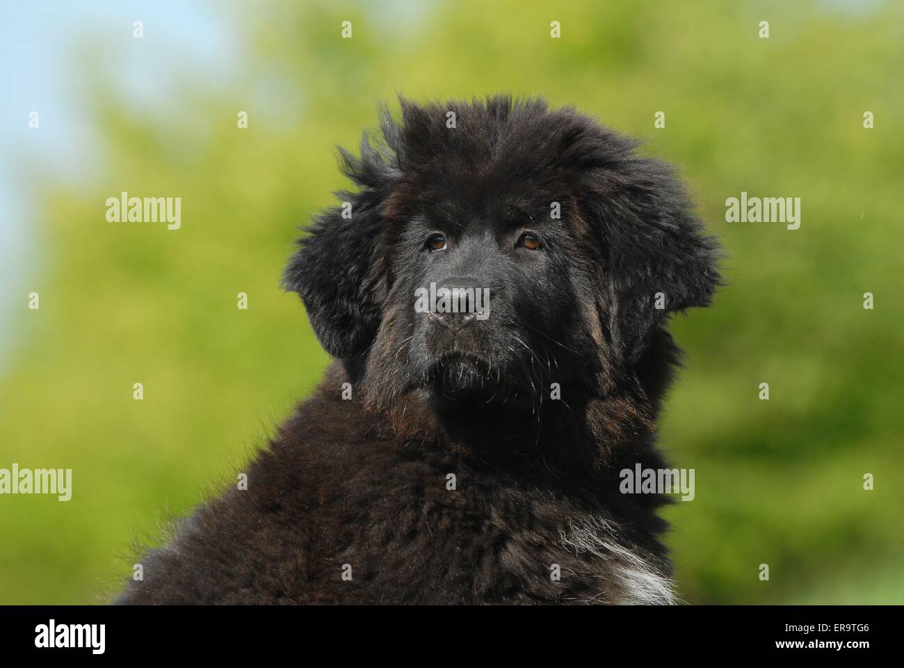 Do Khyi Puppy Stock Photo - Alamy