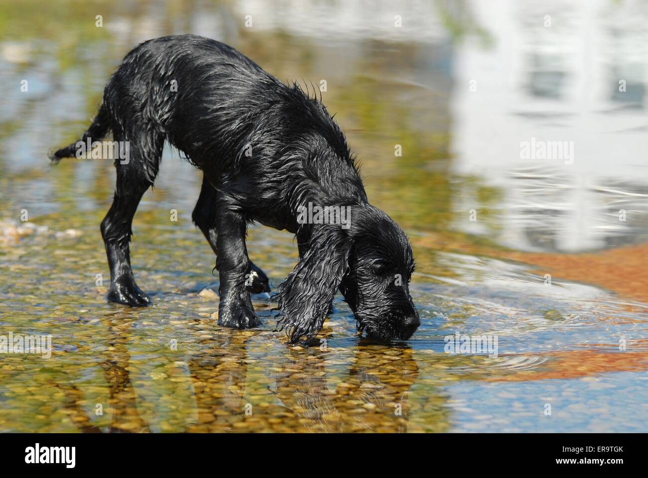 Wet black cocker spaniel hi-res stock photography and images - Alamy