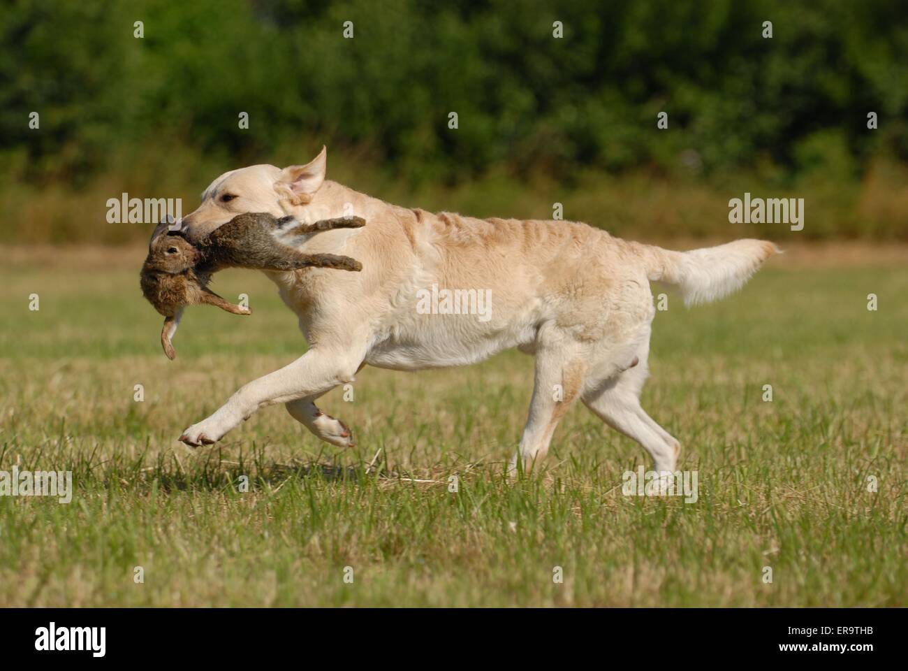 male Labrador Retriever Stock Photo - Alamy