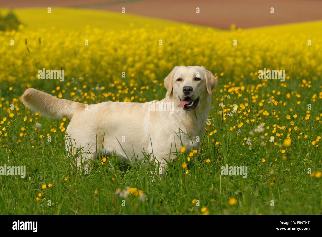blonde Labrador Retriever Stock Photo - Alamy
