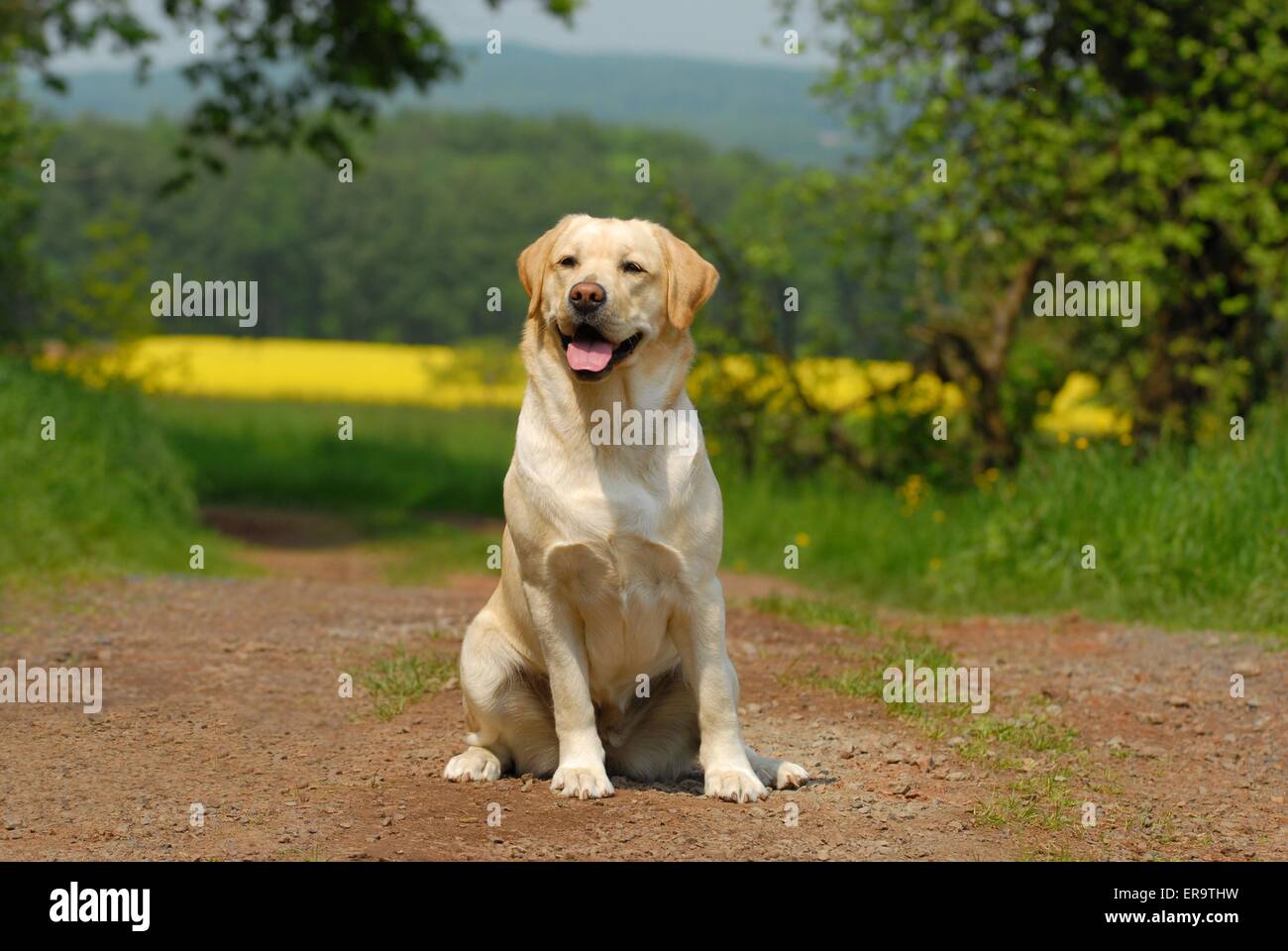 blonde Labrador Retriever Stock Photo - Alamy