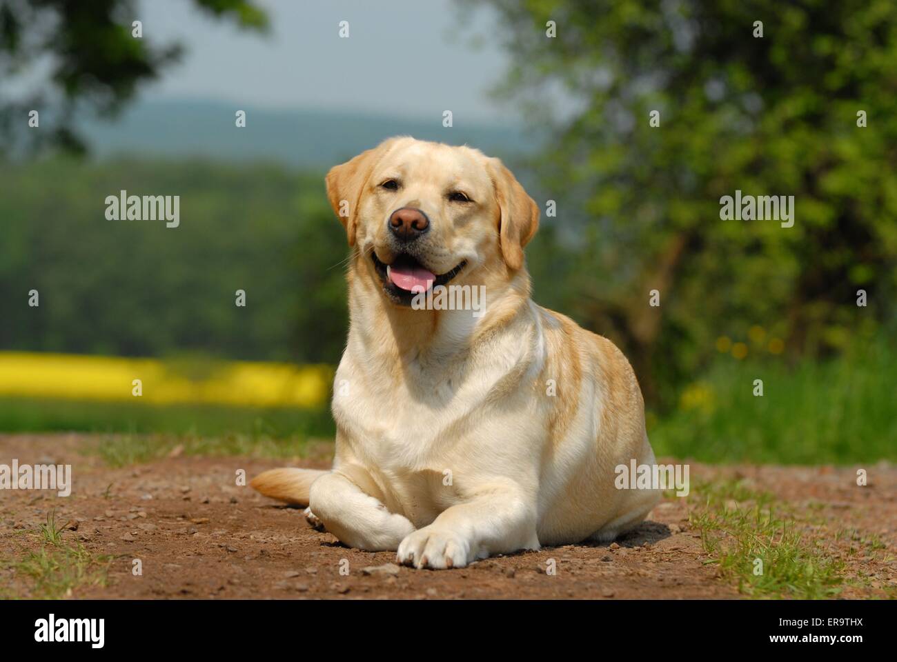 blonde Labrador Retriever Stock Photo - Alamy
