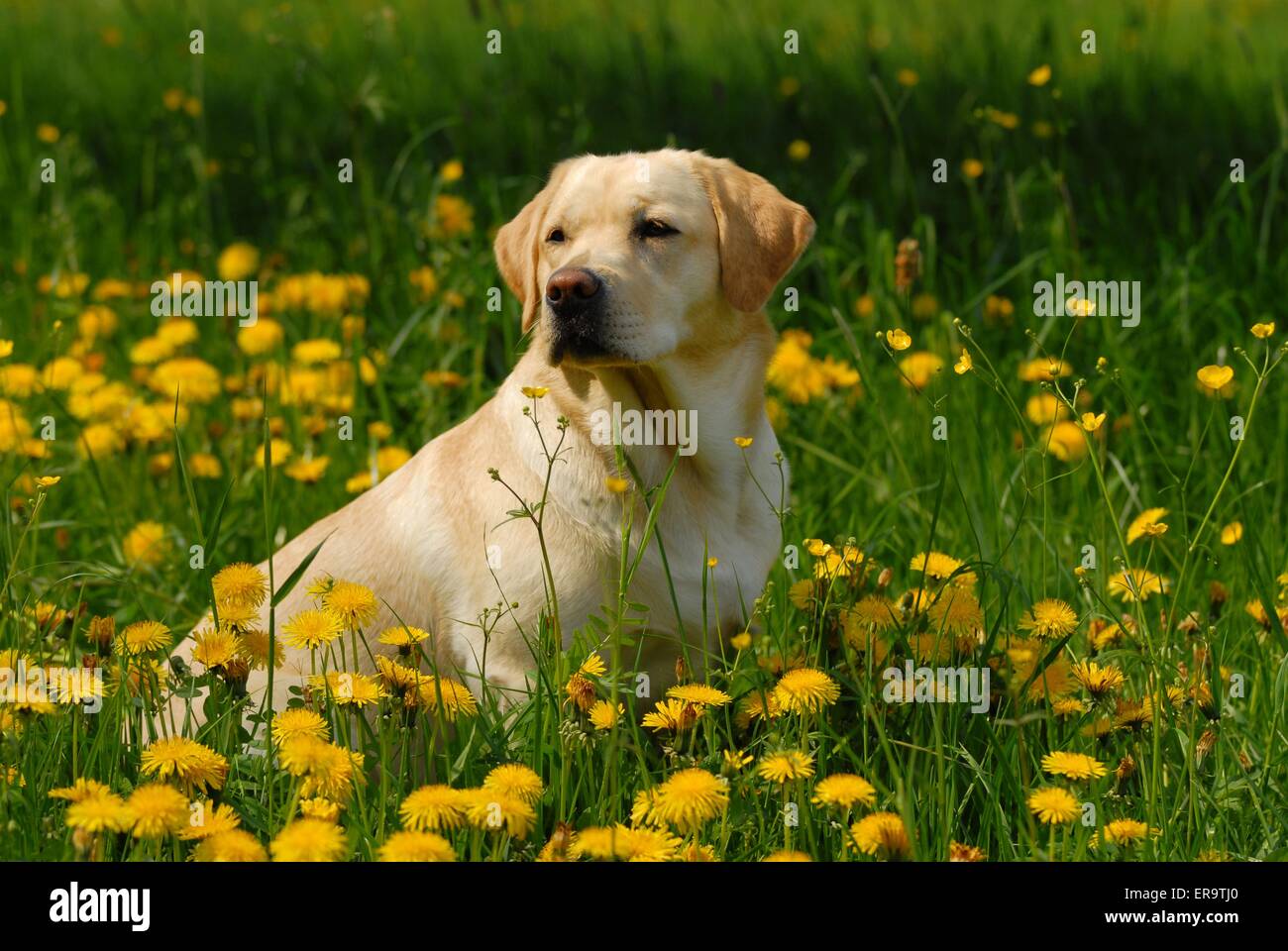 blonde Labrador Retriever Stock Photo - Alamy