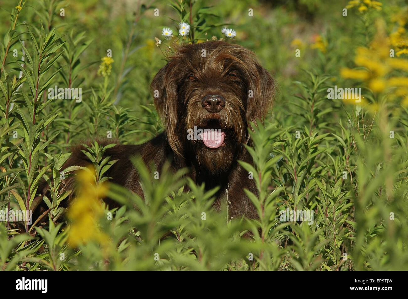 German Broken-coated Pointing Dog Stock Photo - Alamy