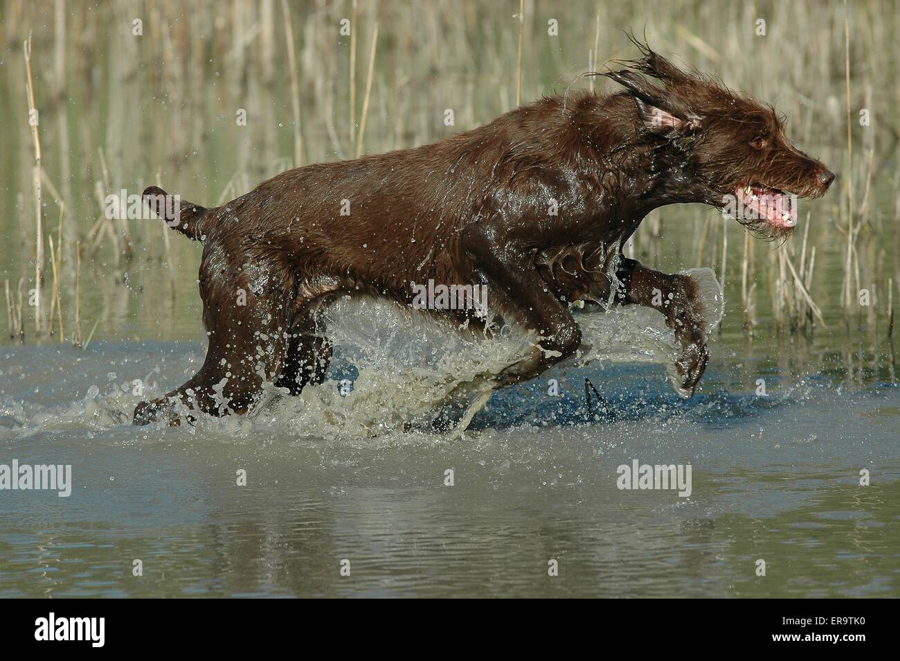 German Broken-coated Pointing Dog Stock Photo - Alamy