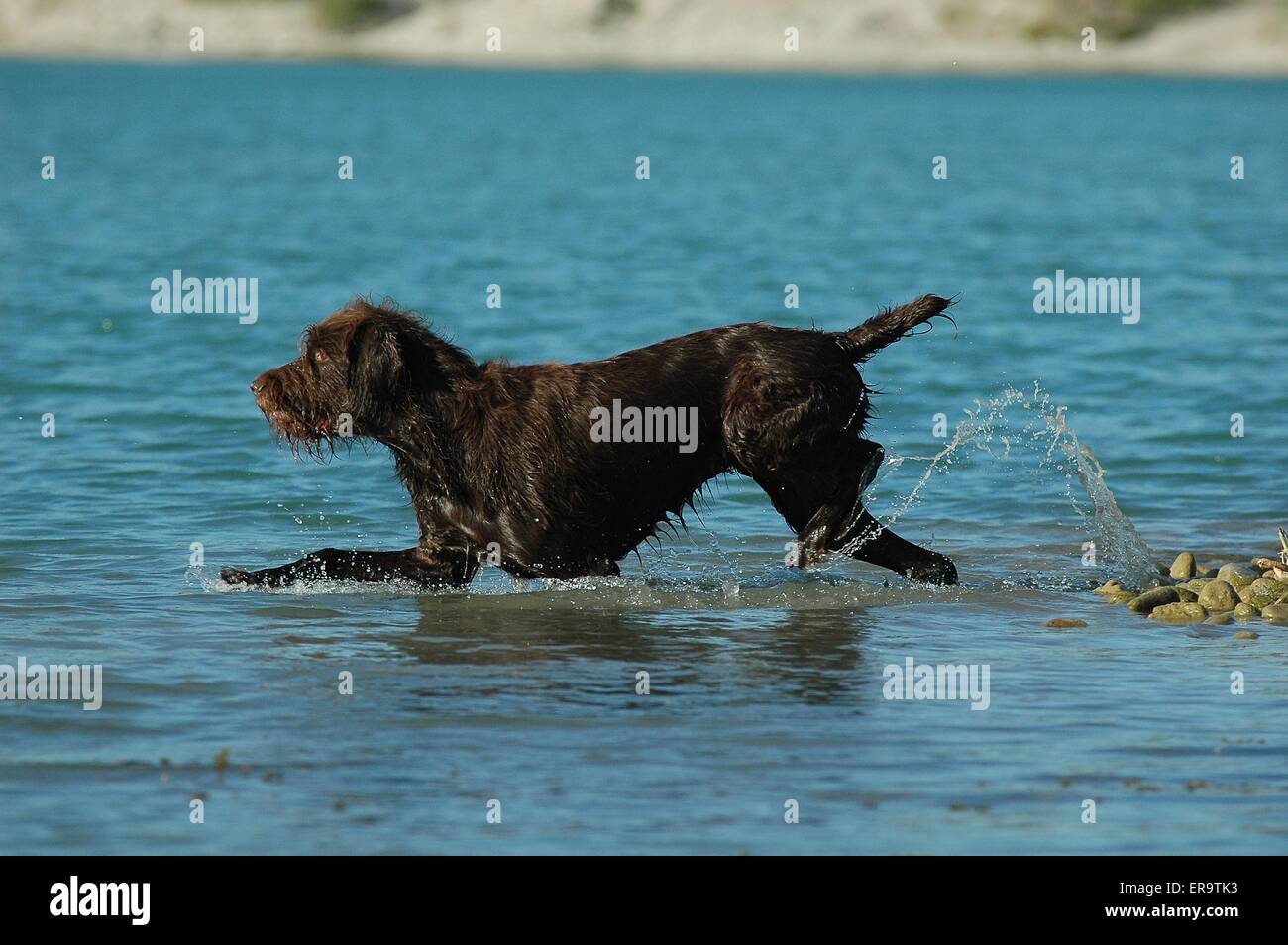 German Broken-coated Pointing Dog Stock Photo - Alamy