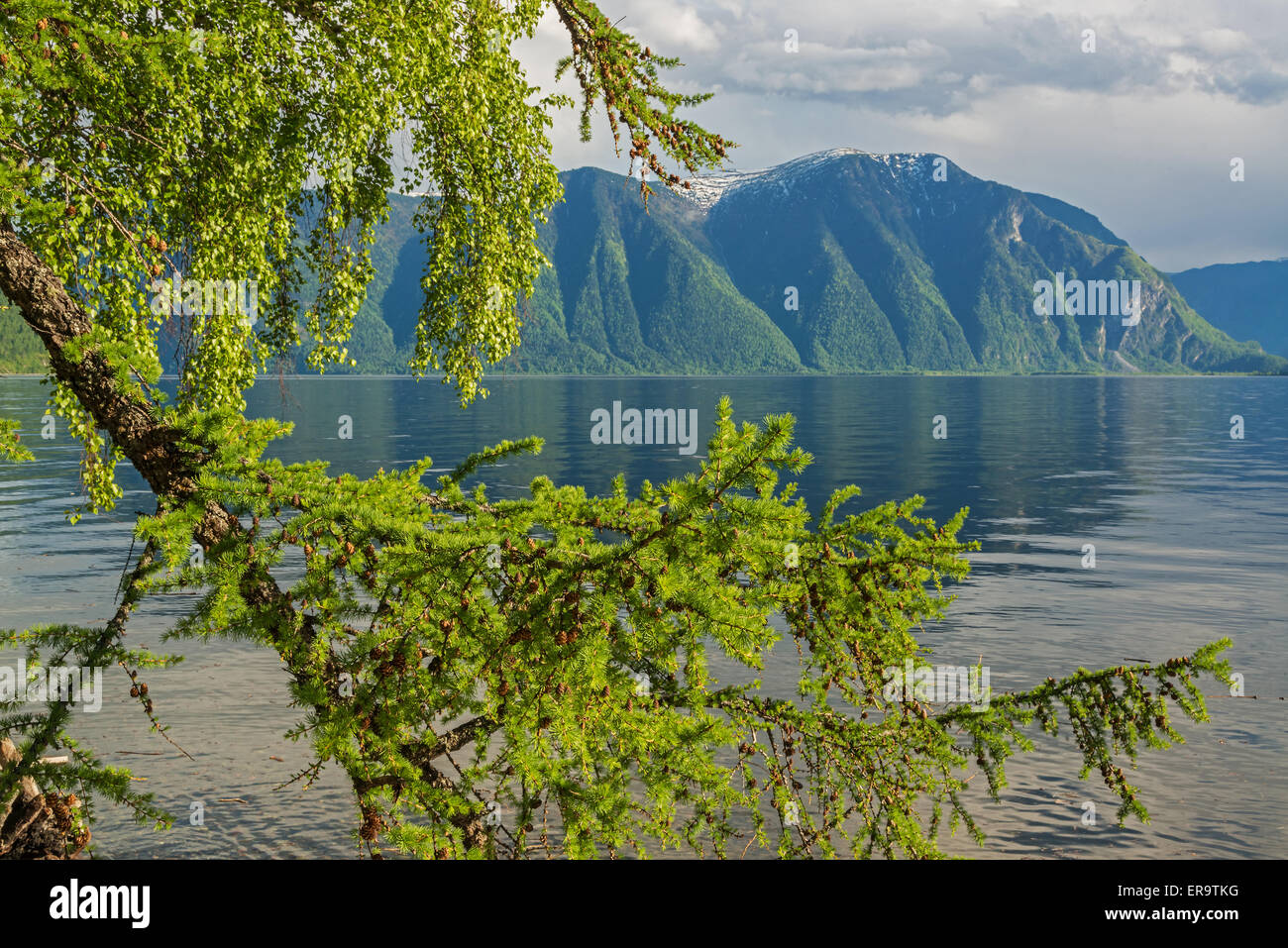 Altay state nature reserve hi-res stock photography and images - Alamy
