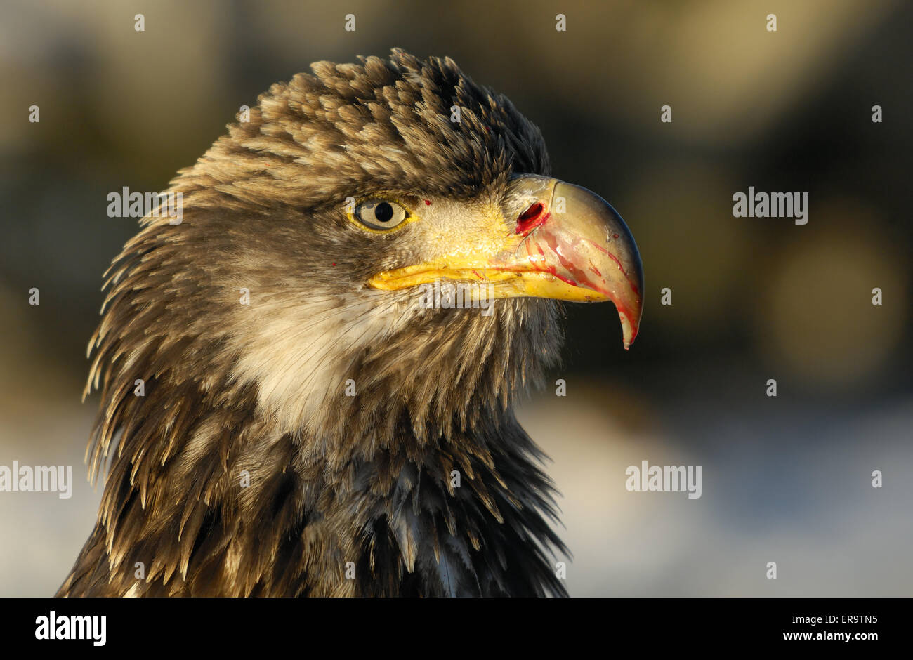 Bald eagle talons out hi-res stock photography and images - Alamy
